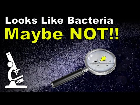 Are These Bacteria? Or Something Stranger
