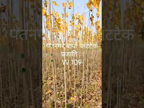 Poplar Plant - Wholesale Price & Mandi Rate for Populus Plant in India