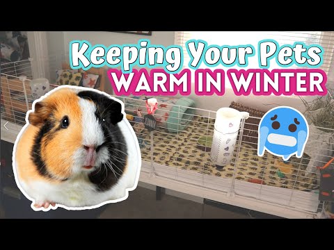 How to Keep Guinea Pigs Warm in Winter