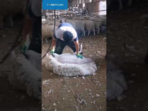 Beiyuan sheep shearing