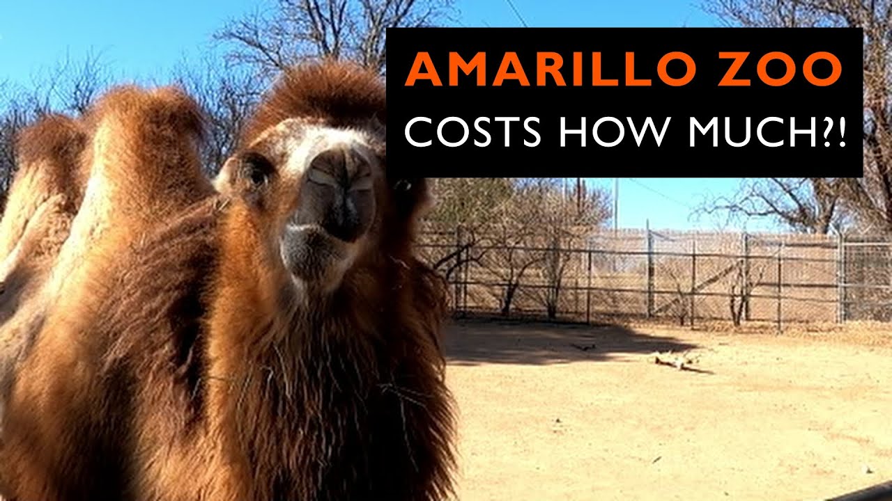 Checking out the Amarillo Zoo (Texas) - Ep 6