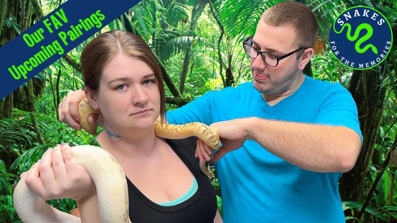 Our Most Anticipated 2023 Ball Python Pairings