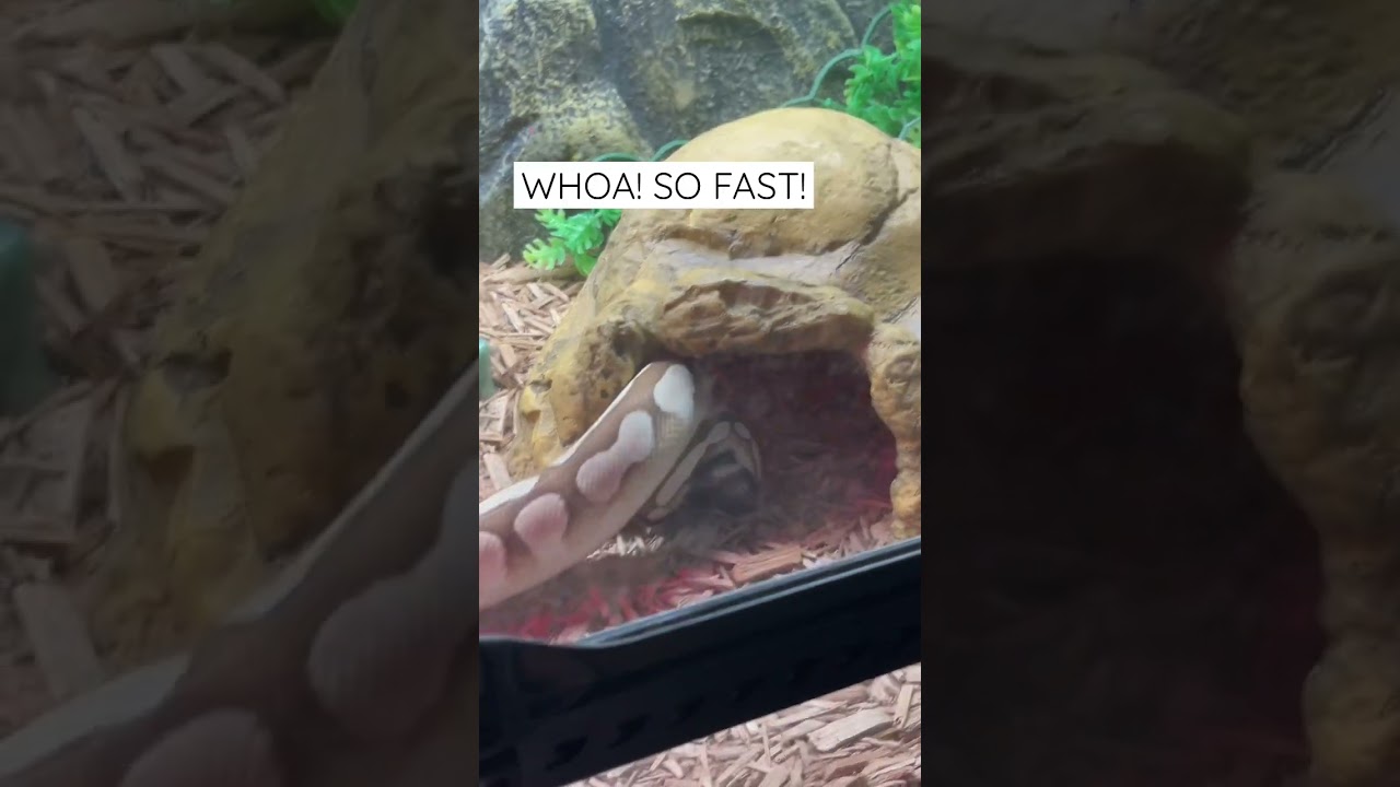 HE ATE FINALLY! #ballpython #shorts #snake