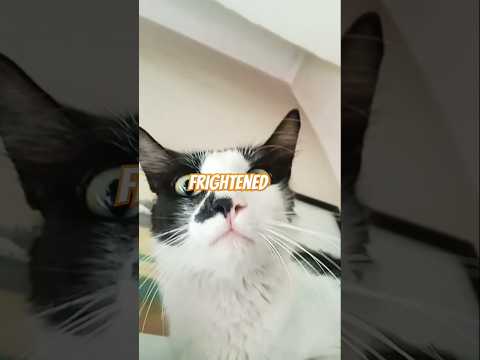 Black and white choko