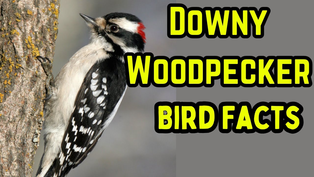 The Downy Woodpecker: ID, Food, Nesting & Behavior Explained