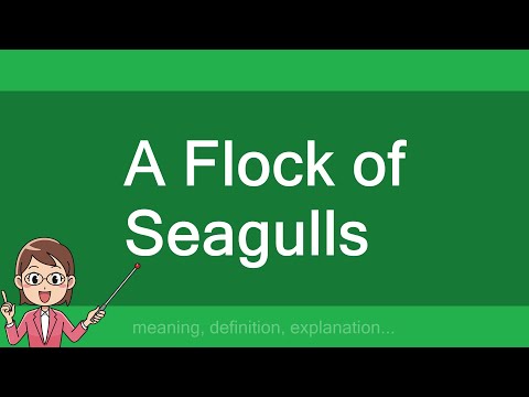 A Flock of Seagulls