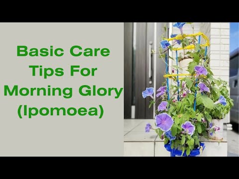 Morning Glory Plant Care Guide: Tips for Stunning Blooms!