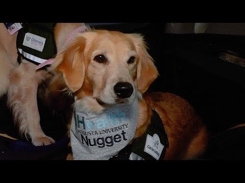 Day In The Life Of A Therapy Dog