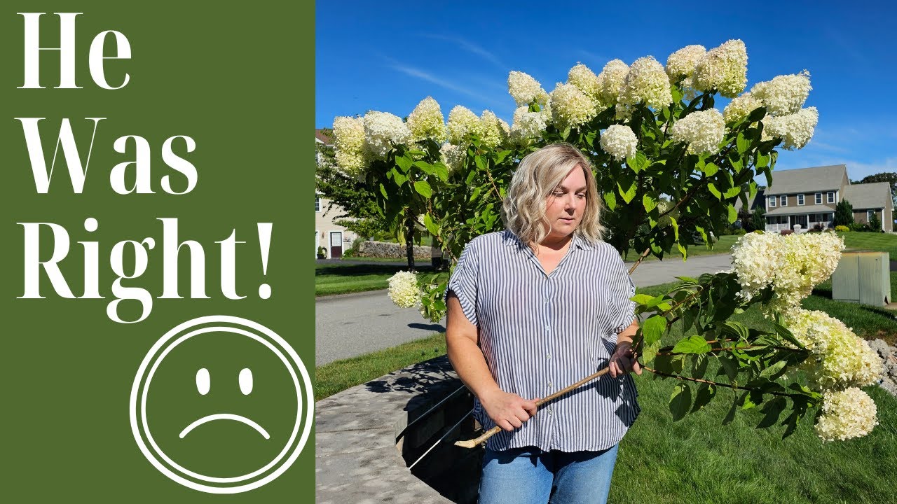 Why Limelight Standard Hydrangea Trees are a Bad Idea