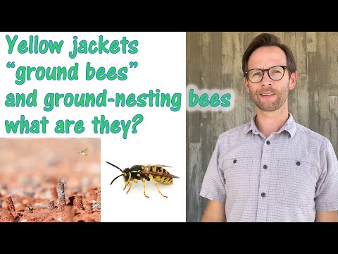 what is the difference between yellow jackets, "ground bees" and ground nesting bees?