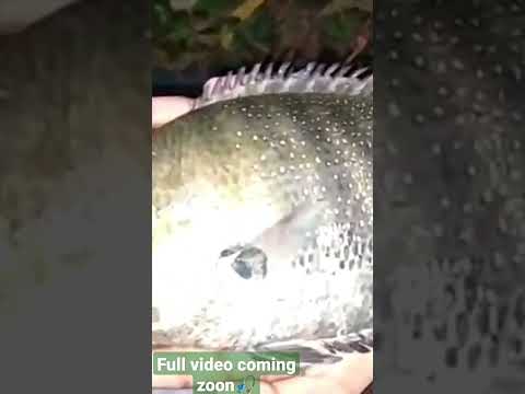 #shorts big pearlspot fish. #malayalam (karimeen fish