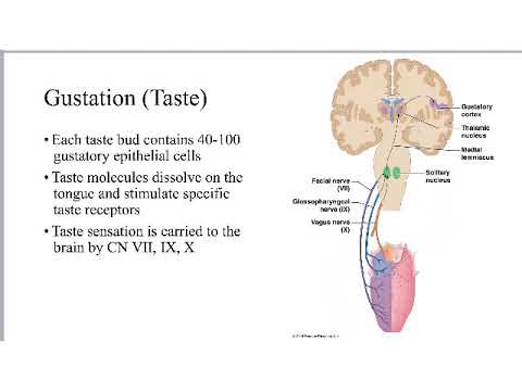 Special Senses Anatomy -- Eyes, ears, nose (vision, hearing, balance, smelling)