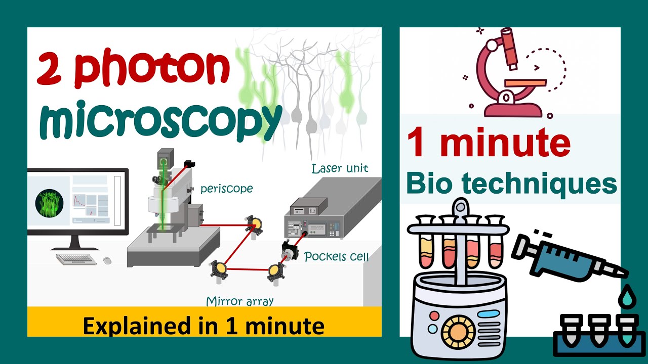 2 Photon microscopy | biotechniques in 1 minute
