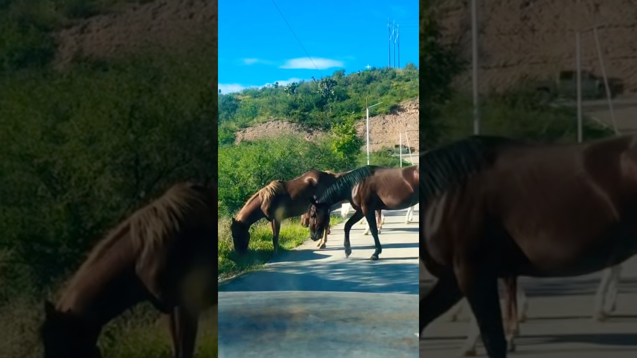 Royal mares were grazing
