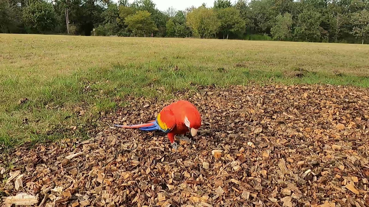 vol libre ara macao #macaw #animaux #parrot #perroquet
