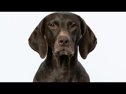 250+ Best German Shorthaired Pointer Names (+ Meanings)🐾🐾🐾