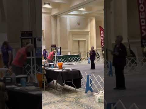 PWCCA National Specialty Beginner Novice B Obedience with Bailey, 10/5/2021