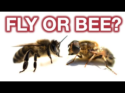 The Psychology of Mimicry