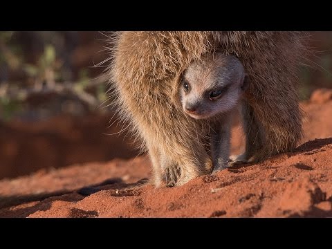 Meerkats Of The Kalahari