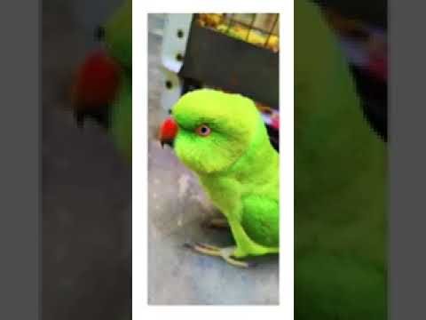cute parrot sound #viral #parrot #talkingparrot #parrotsounds #bird #parrottalking #pets #cute