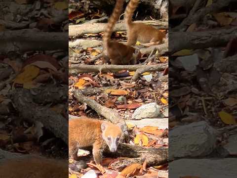 Adorable wild baby coati family Playa del Carmen Mexico animal life wildlife #nature #babies #coatis