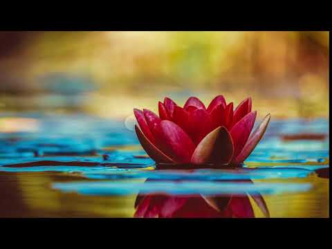 WATER LILY AMAZING FACTS
