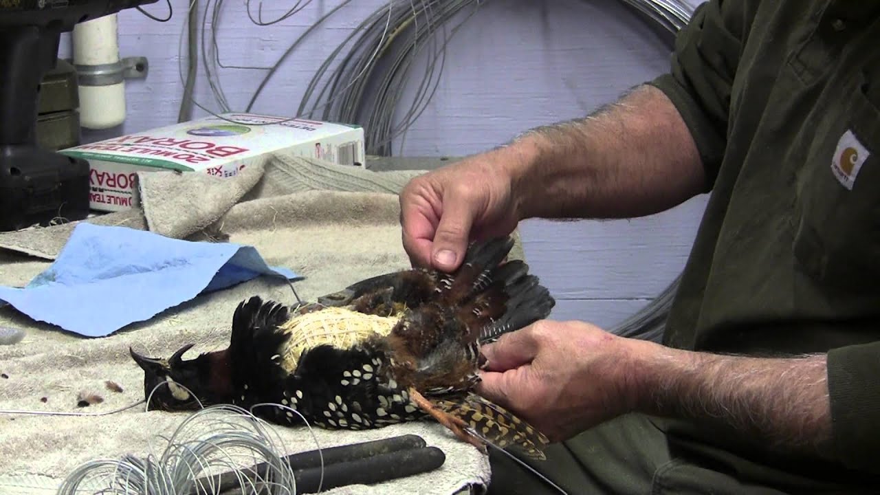 Testa Tuesday Tips Bird Mounting Part 2