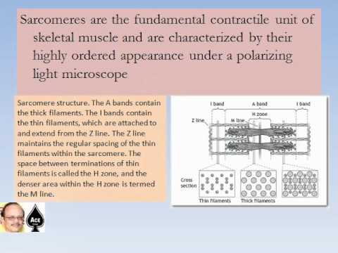 CB(Concept Bridge) Physiology 002