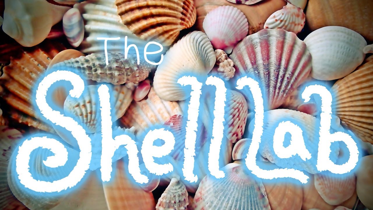 The Shell Lab