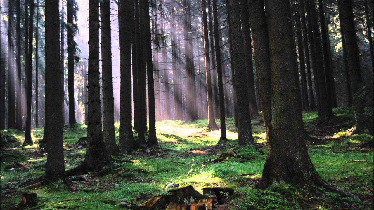 Shelba Forest (Original composition for Project VGM)