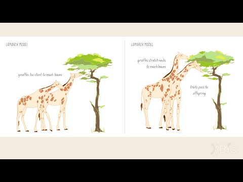 Lamarck and Darwin Models for Mutations and Evolution