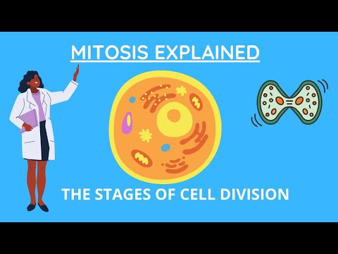 Mitosis Explained In 3 Minutes: Simple and Easy