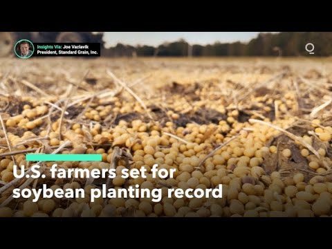 Farmers Set for Soybean Planting Record