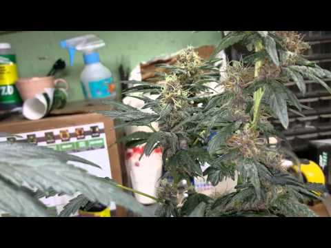 Dank Lab tv s2 e4.1 BUD PORN! emerald harvest purple Buddha Tahoe og