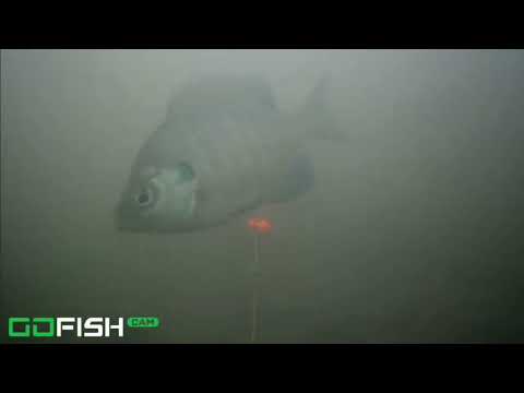 GoFish Cam Live Feed