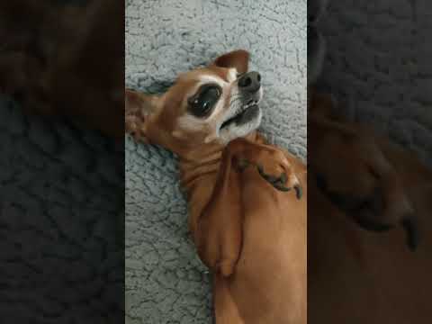 #chien rigole #chien # chien drole# drole