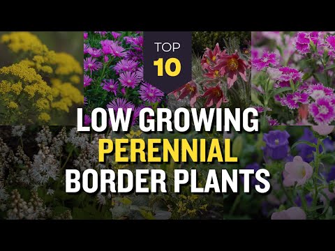 TOP 10 Low Growing Perennials Border Plants ๐ท๐ฟ Beautify Pathway and Garden Edging ๐บ