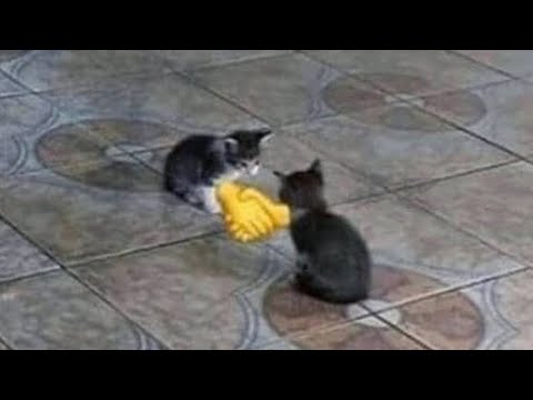 CAT MEMES COMPILATION V07