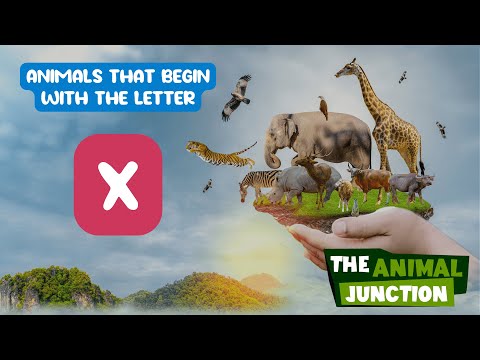 Animals That Start With X | The Animal Junction