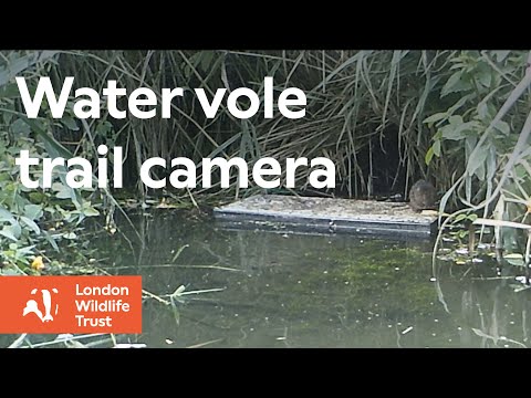 Water vole trail camera footage