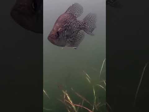 Crappie Fishing, why use live minnows? #shorts