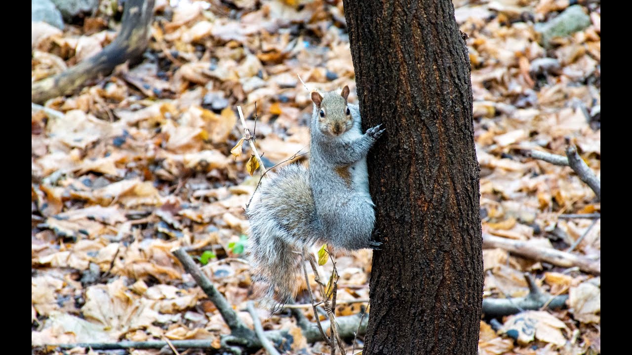 4K Eastern Gray Squirrels Video