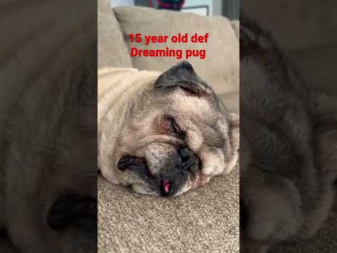 #pug #dog #funny #animals #dreaming #snoring #foryou #foryoupage #fyp #love #tiktok #shorts #reels