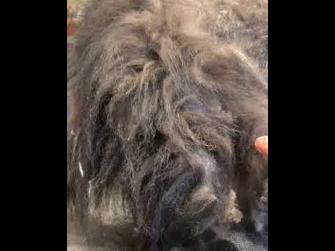 Matted dog