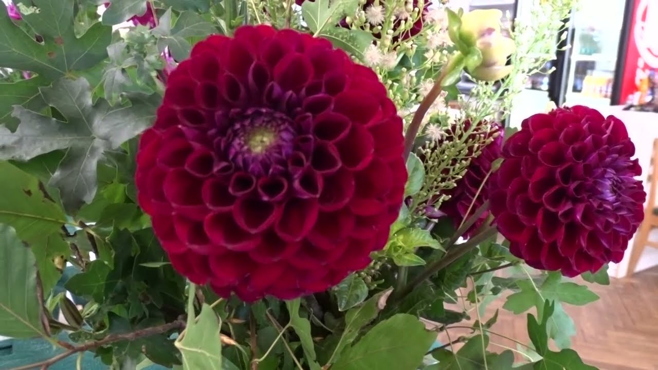 Dahlia ´Ivaneti´