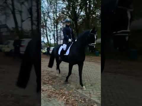 #dressuur #paardensport #dressuurwedstrijd