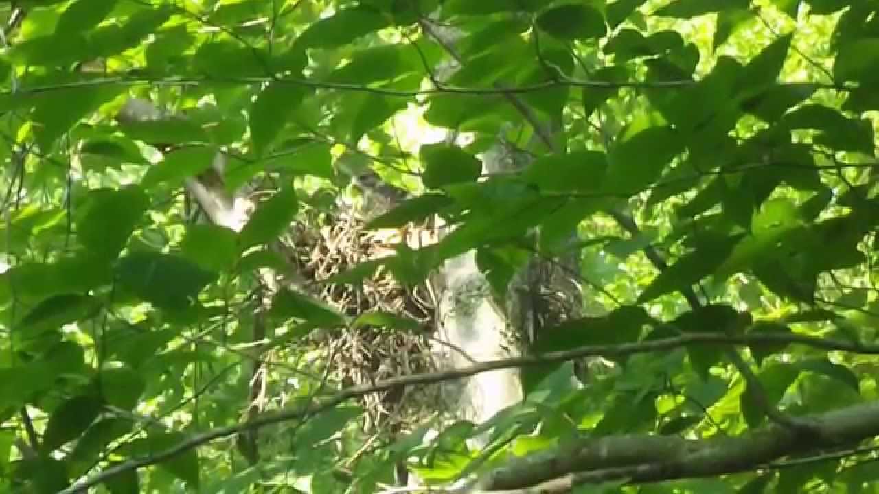 Broad Winged Hawk on the nest