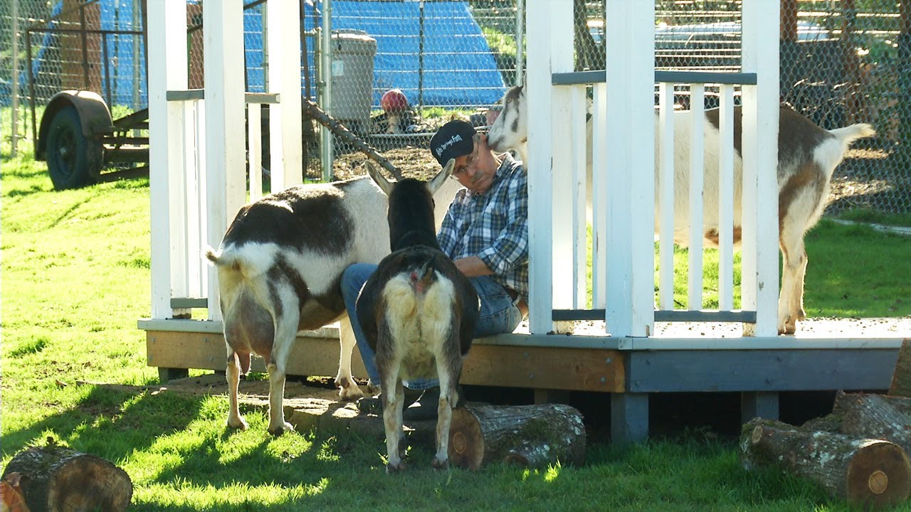 Urban Goat Farming in Abita Springs: Sustainable Dairy Practices in the City
