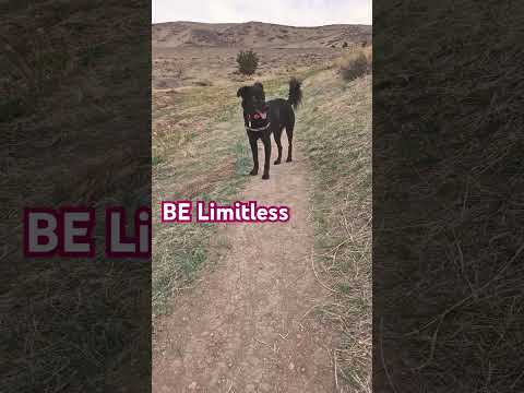 The Dog That Can Do Anything