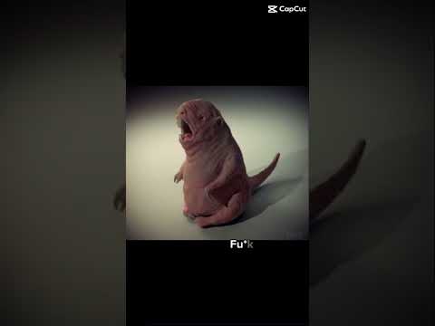 Naked mole rat